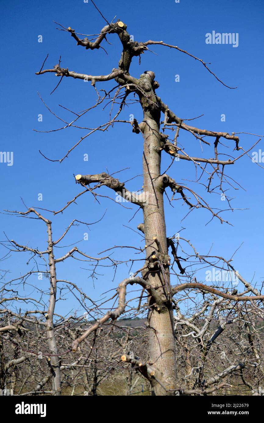 Pruned apple tree in an orchard Stock Photo - Alamy