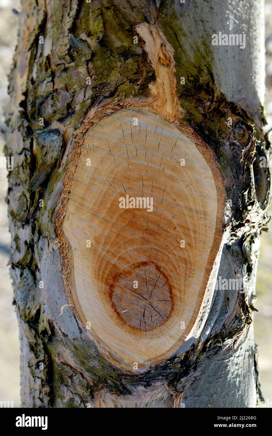 stump of apple tree felled - section of the trunk with annual rings ...