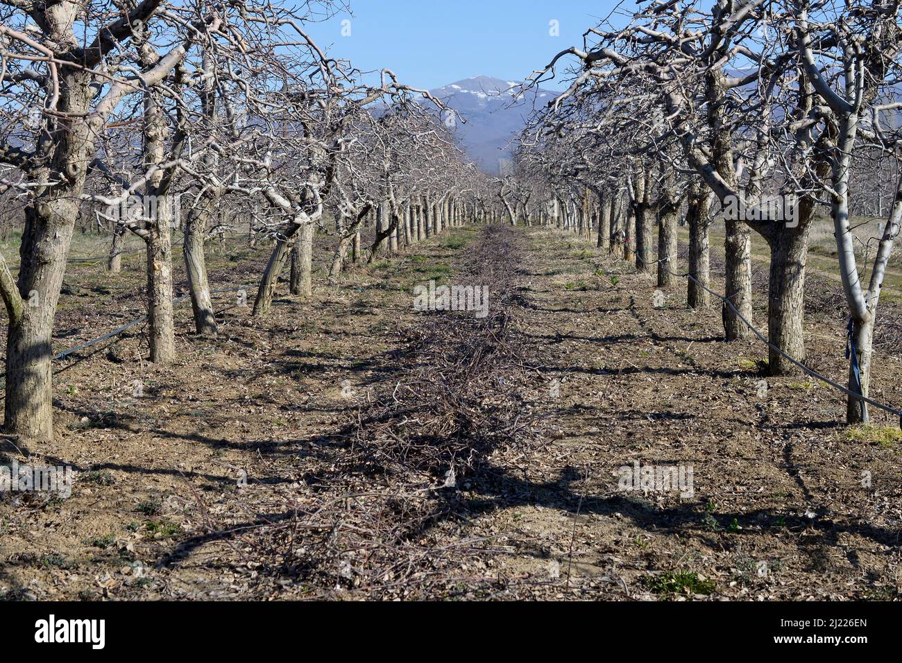 Pruned apple trees in an orchard Stock Photo - Alamy