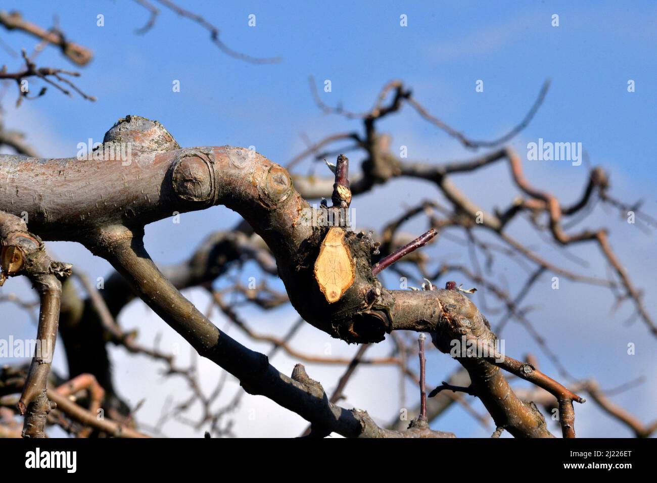 Pruned apple tree in an orchard Stock Photo - Alamy