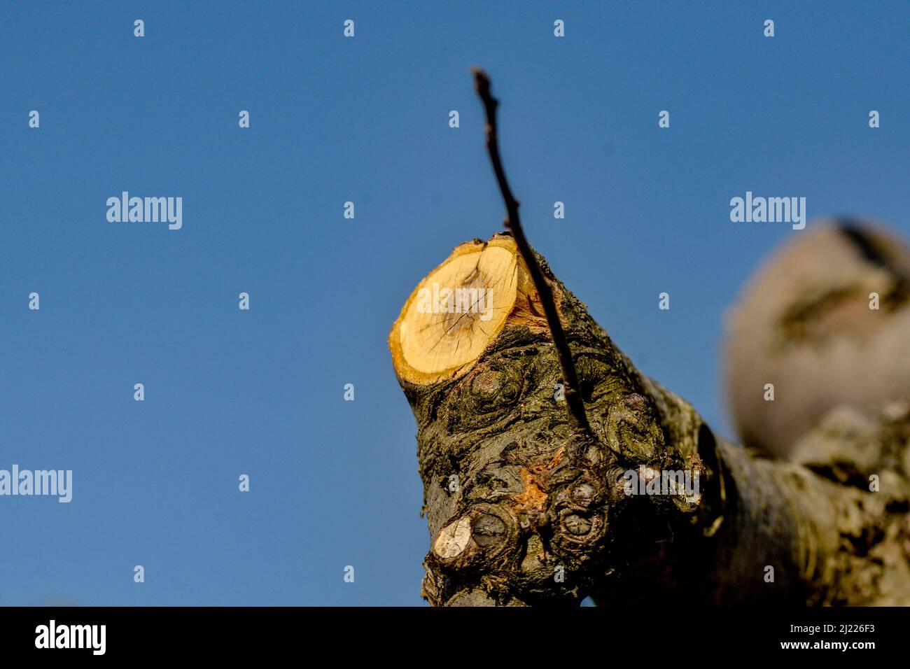 Gripping apple, fruit hi-res stock photography and images - Alamy