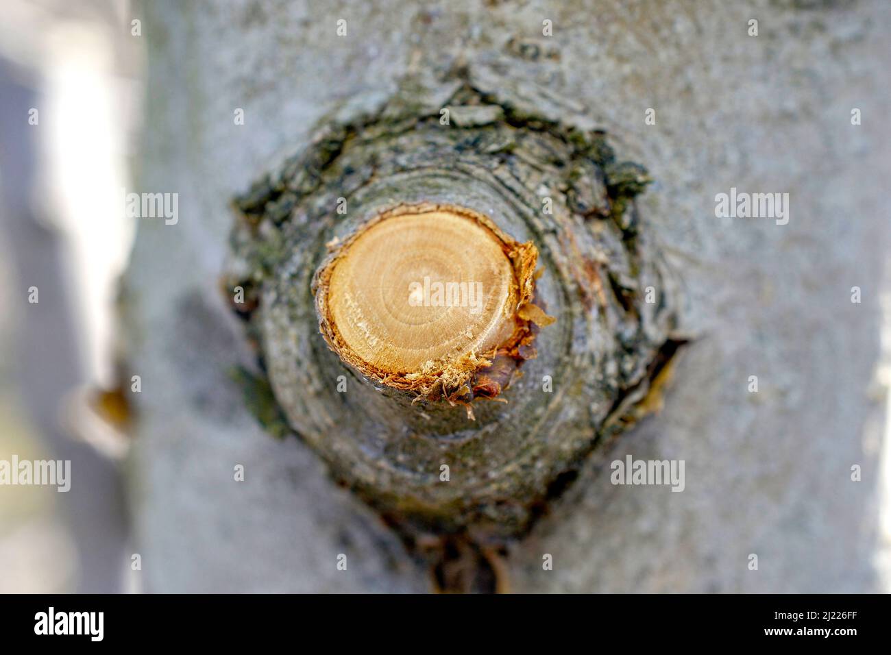 Pruned apple tree in an orchard Stock Photo - Alamy