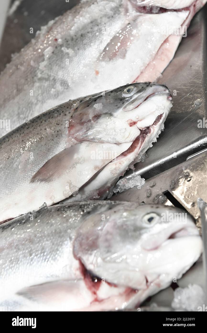 Fresh Salmon at a fishmongers Stock Photo - Alamy