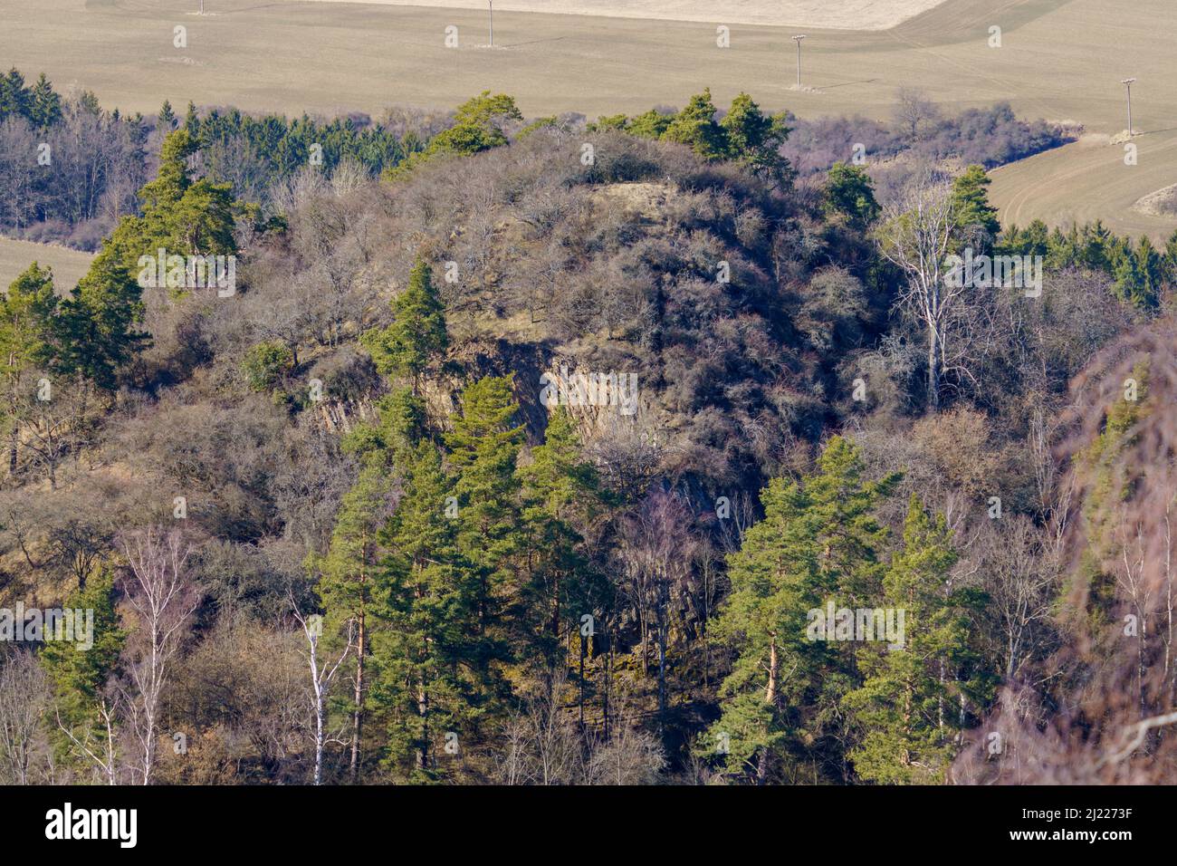 A beautiful view of a dense forest with green and dry grey trees on a ...