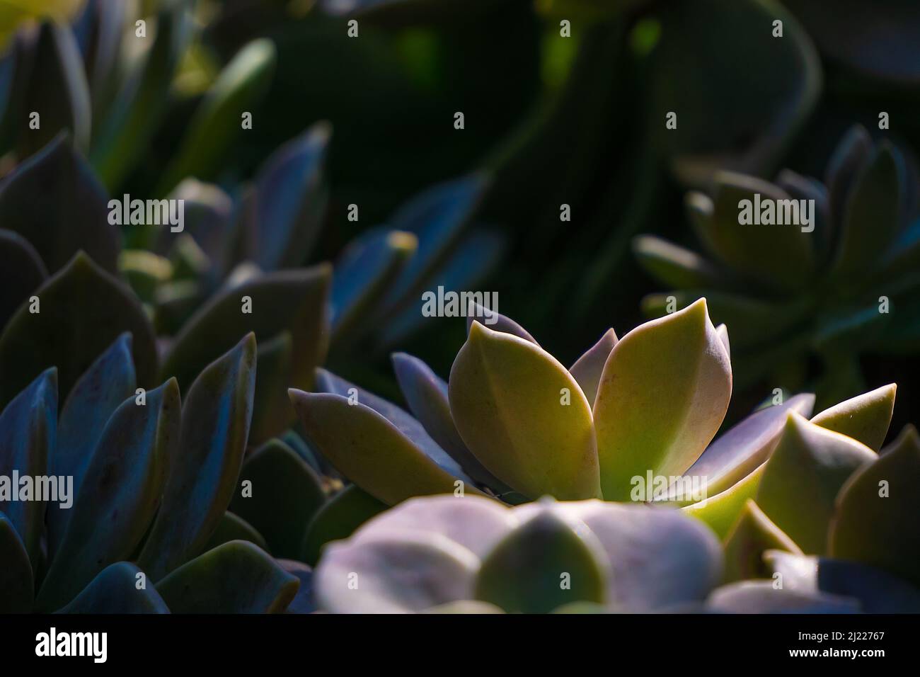 A shallow focus of a Ghost-plant Stock Photo - Alamy