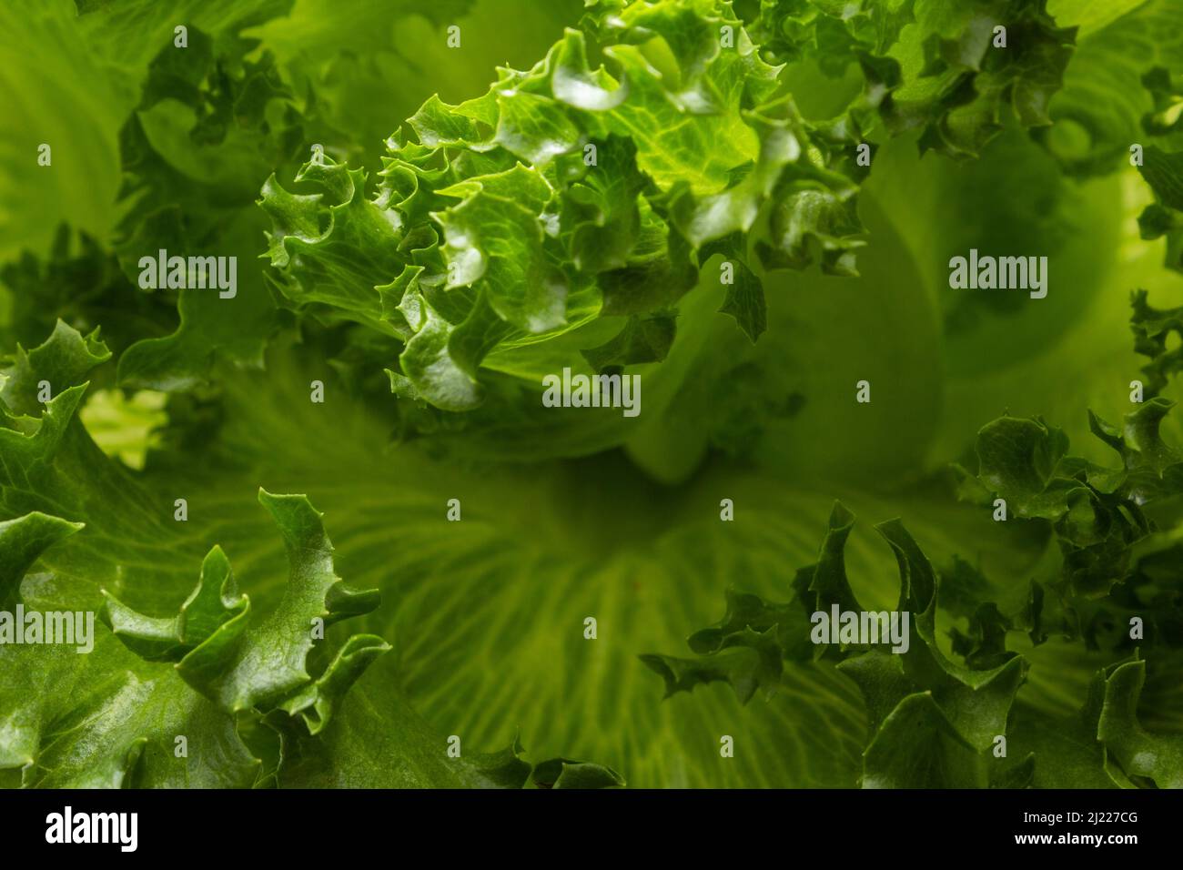 Lettuce leaves texture hi-res stock photography and images - Alamy