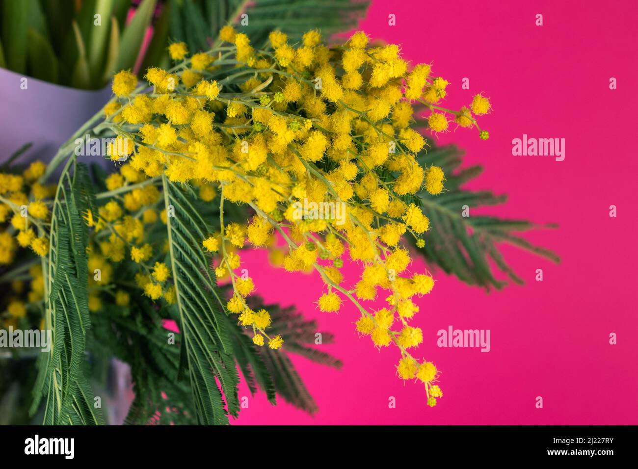 Yellow Mimosa bouquet on pink background, the symbol of International ...