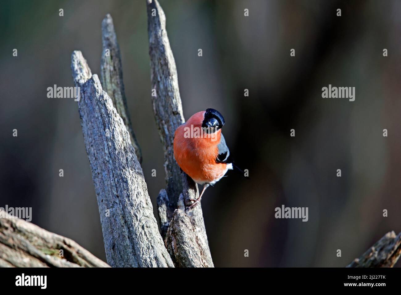Bullfinch singing uk hi-res stock photography and images - Alamy