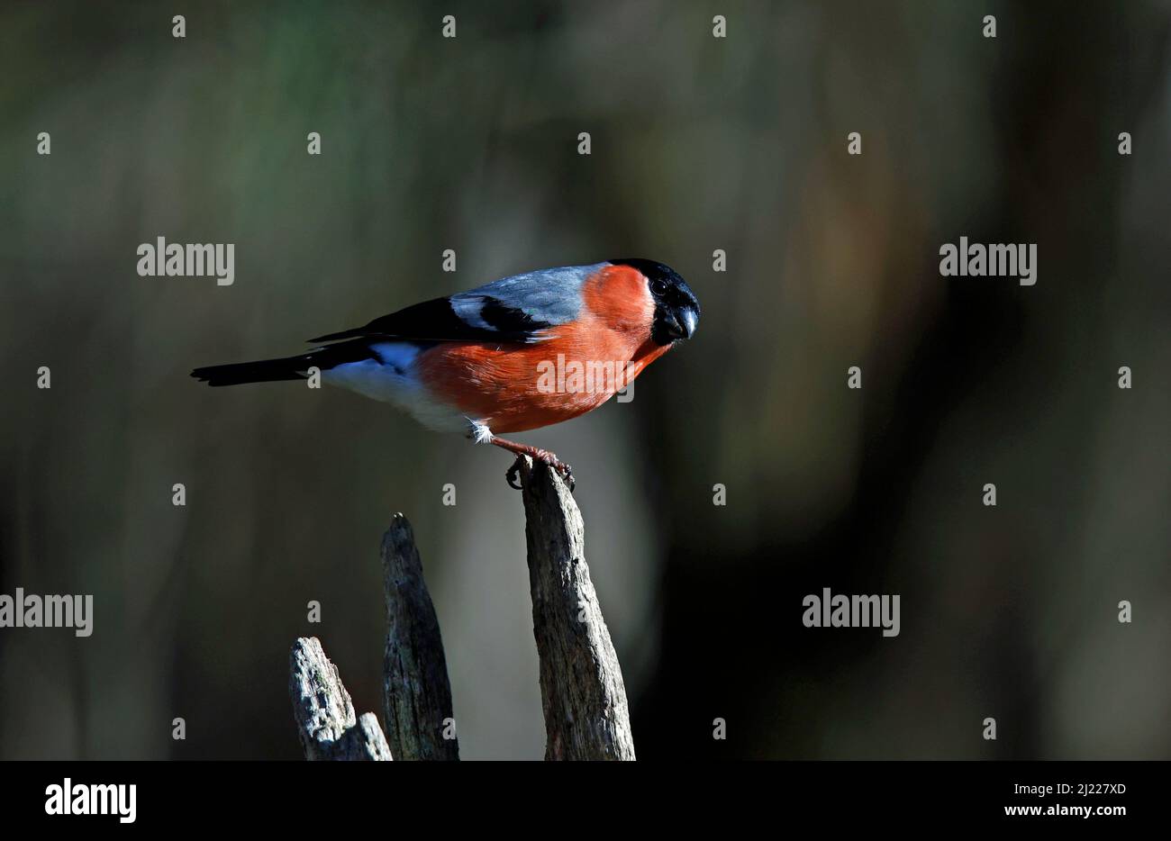 Male bullfinches hi-res stock photography and images - Alamy