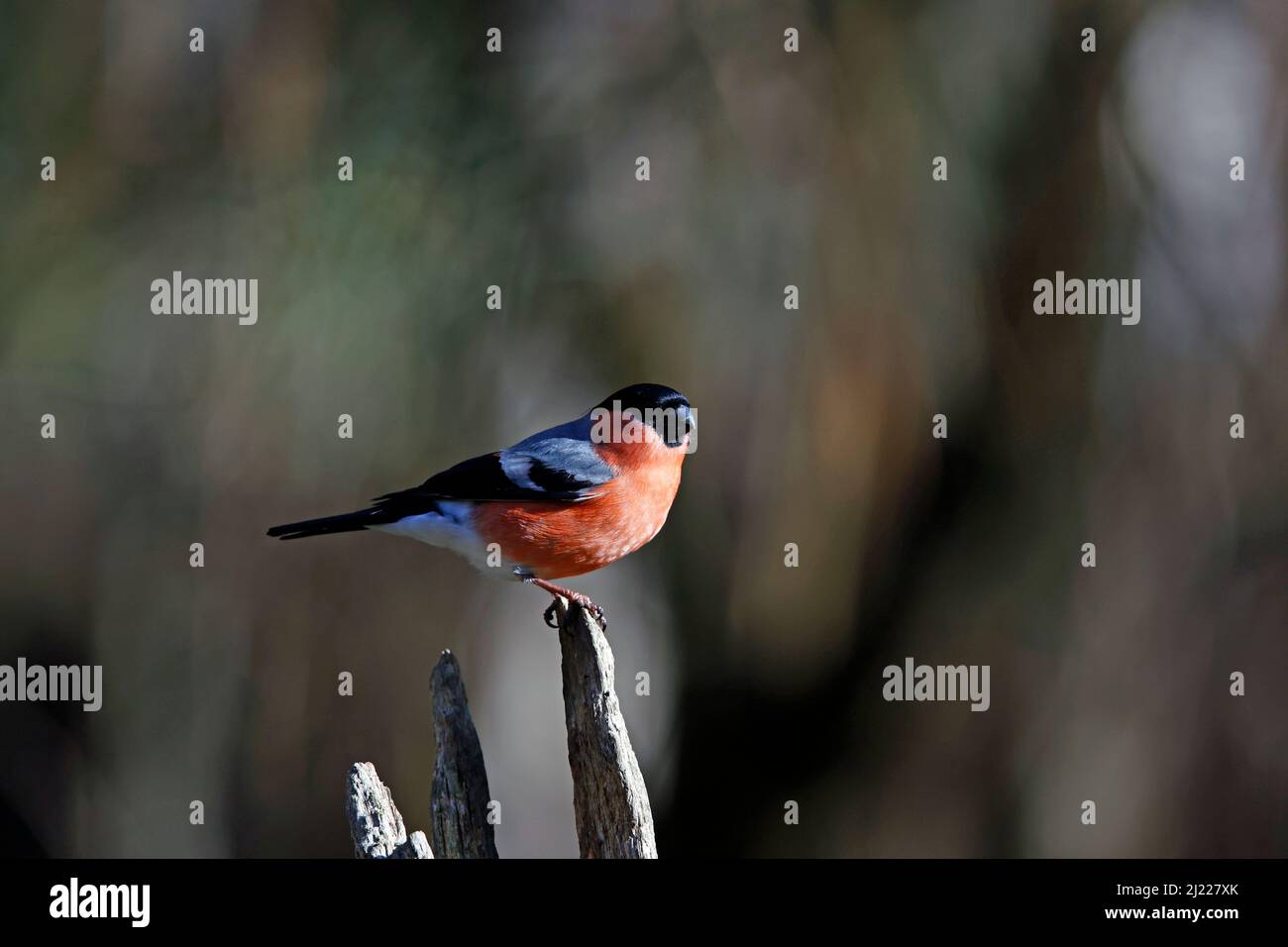 Bullfinch photo uk hi-res stock photography and images - Alamy