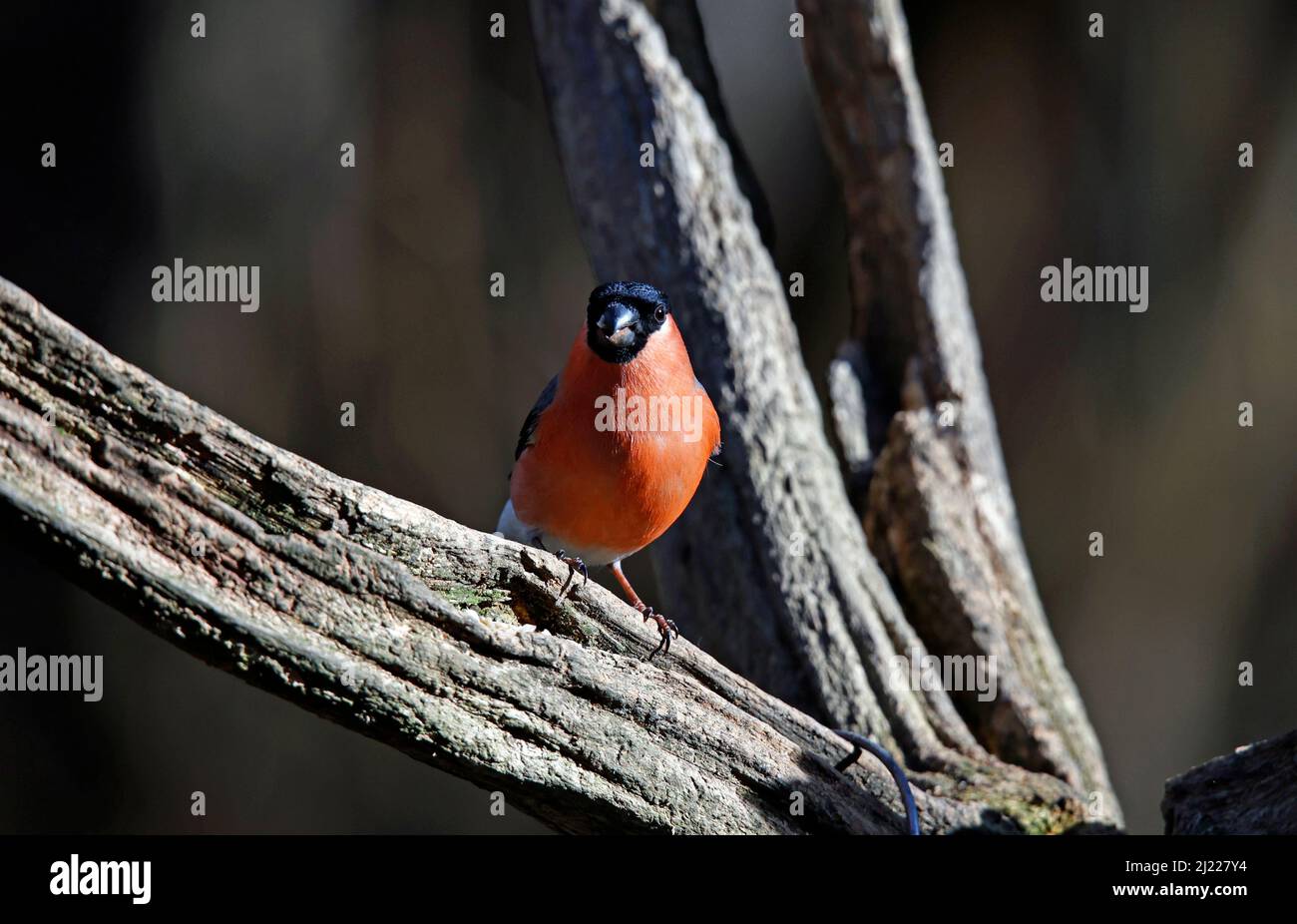 Male bullfinches hi-res stock photography and images - Alamy