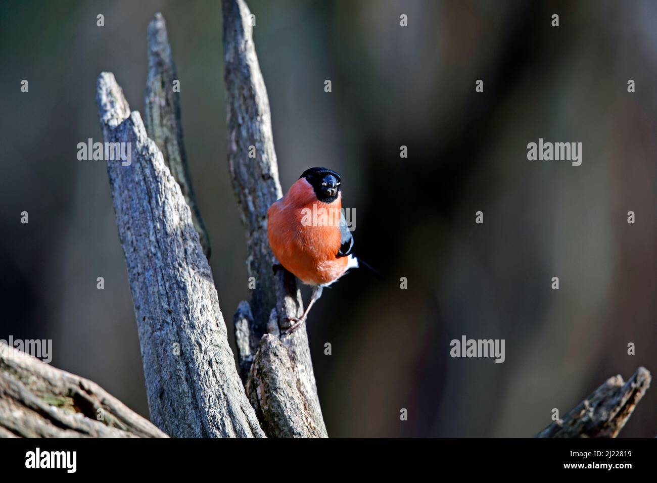 World finches hi-res stock photography and images - Alamy
