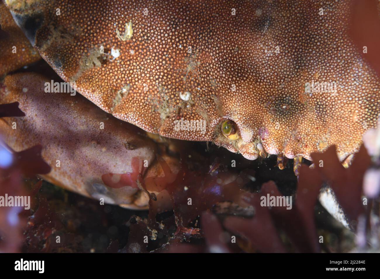 Crab texture hi-res stock photography and images - Alamy