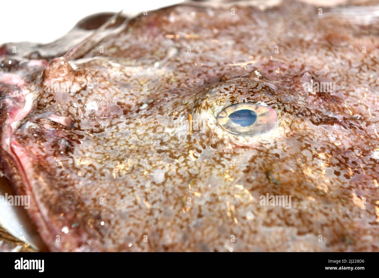 Monkfish in water hi-res stock photography and images - Alamy
