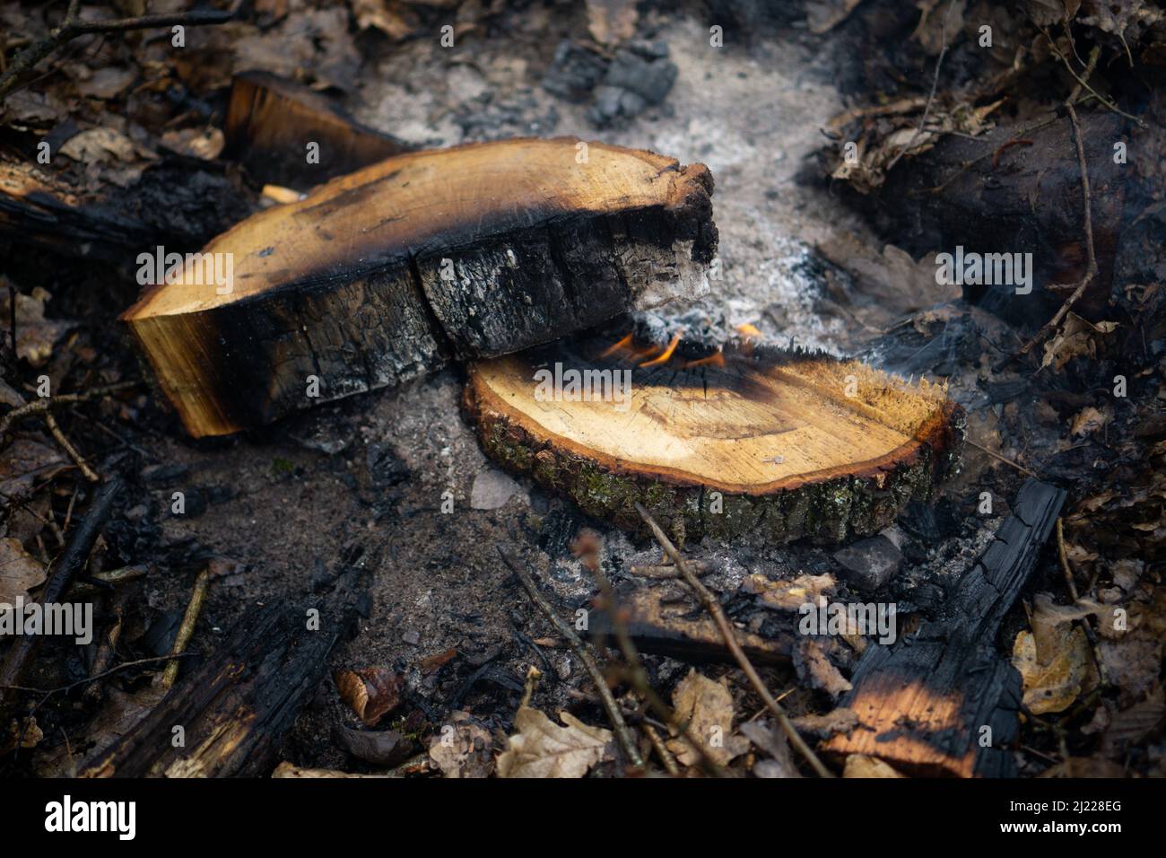 The cut tree trunks burning on the ground in a forest Stock Photo - Alamy