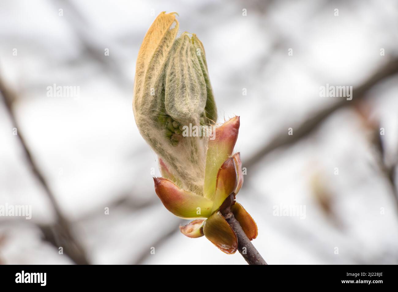 Spring bud. Composition of nature Stock Photo - Alamy