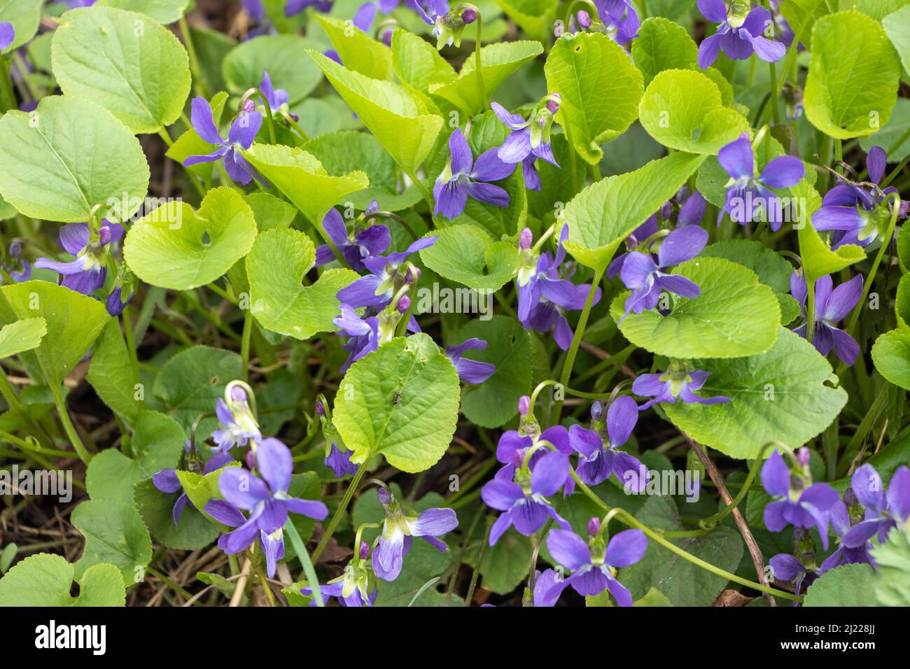 Wood violet Viola odorata. wild violet Stock Photo - Alamy