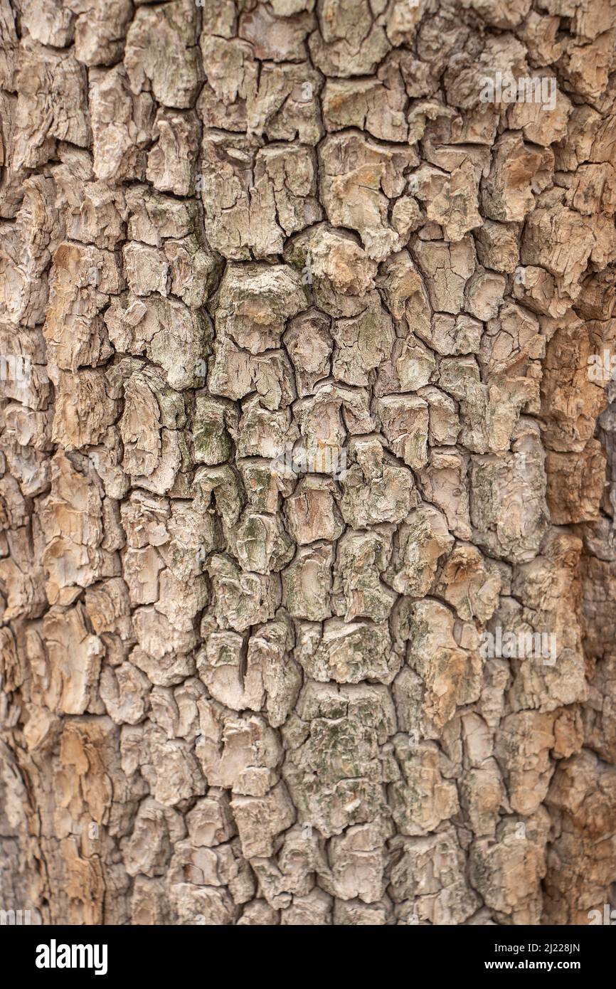 Texture shot of brown tree bark, filling the frame Stock Photo - Alamy