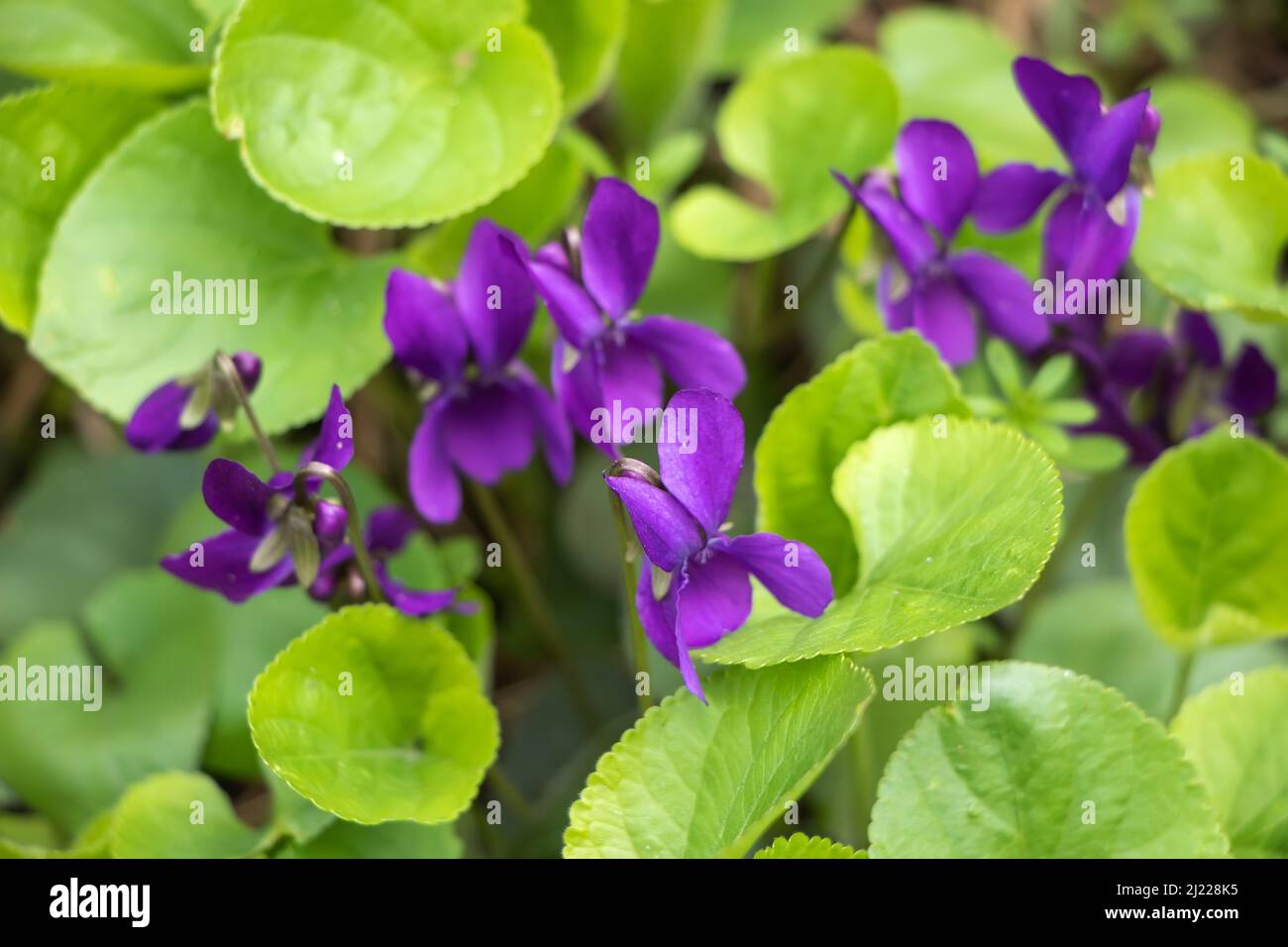 Wood violet Viola odorata. wild violet Stock Photo - Alamy