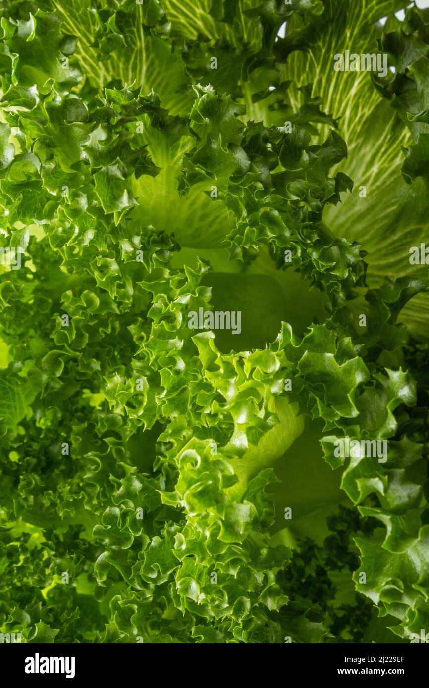 Lettuce leaves texture hi-res stock photography and images - Alamy
