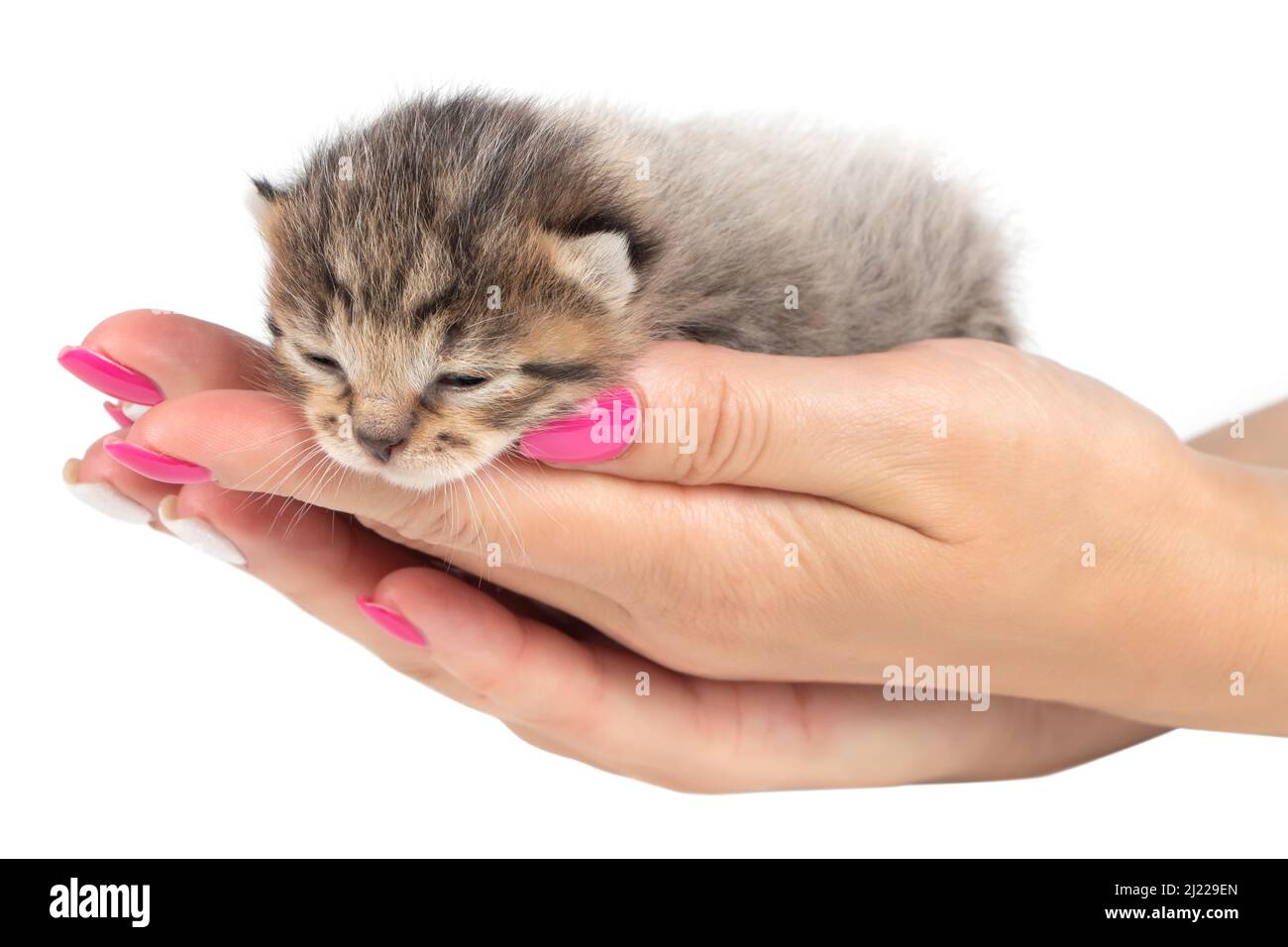 Hands holding a kitten on white background Stock Photo - Alamy