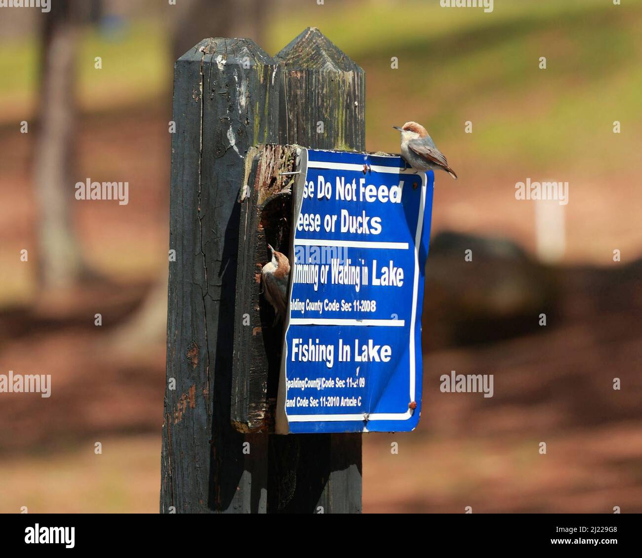 a photo of sign on tree Stock Photo - Alamy