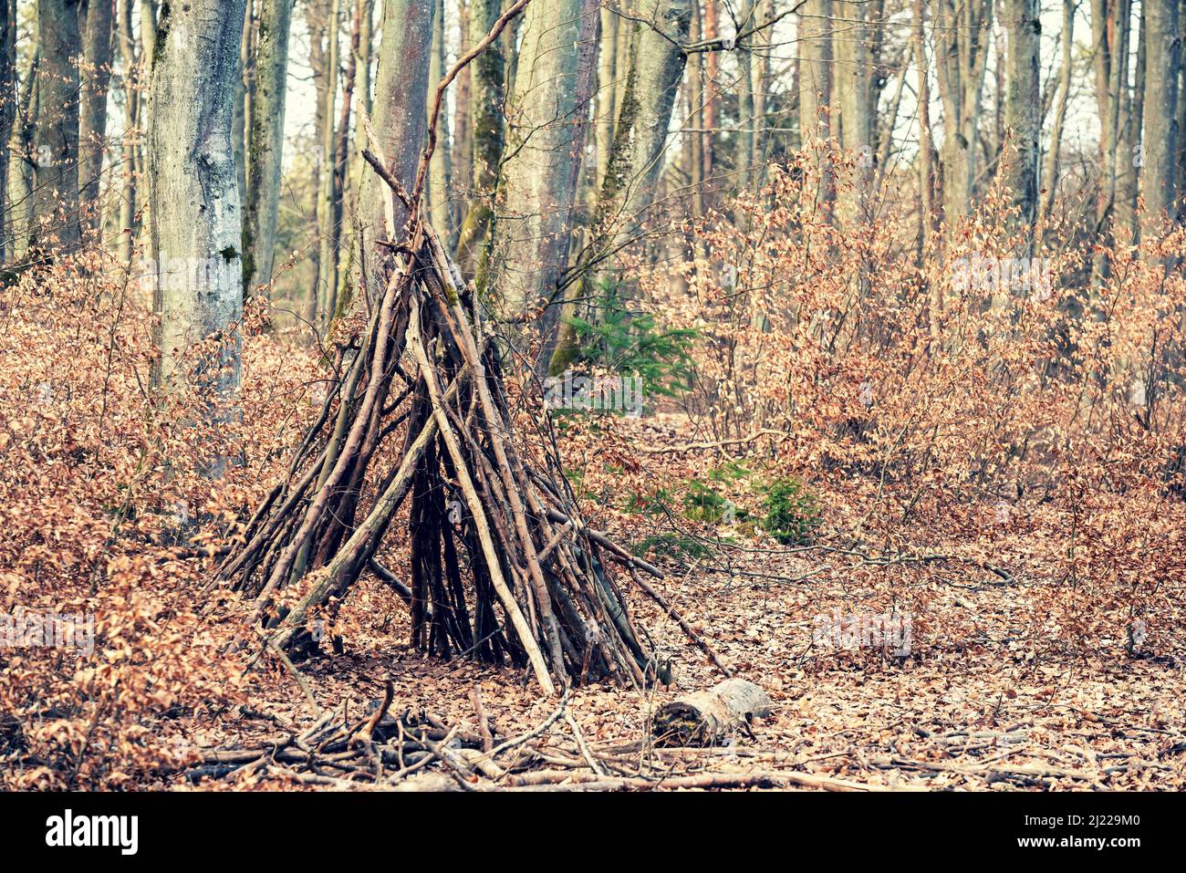 A hut made of tree branches. Early spring forest scenery Stock Photo ...