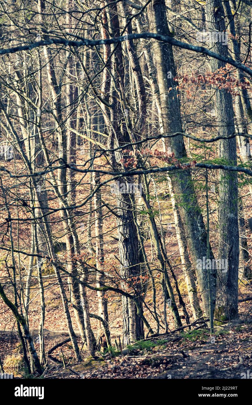 Trees in the forest. Early spring forest scenery Stock Photo - Alamy
