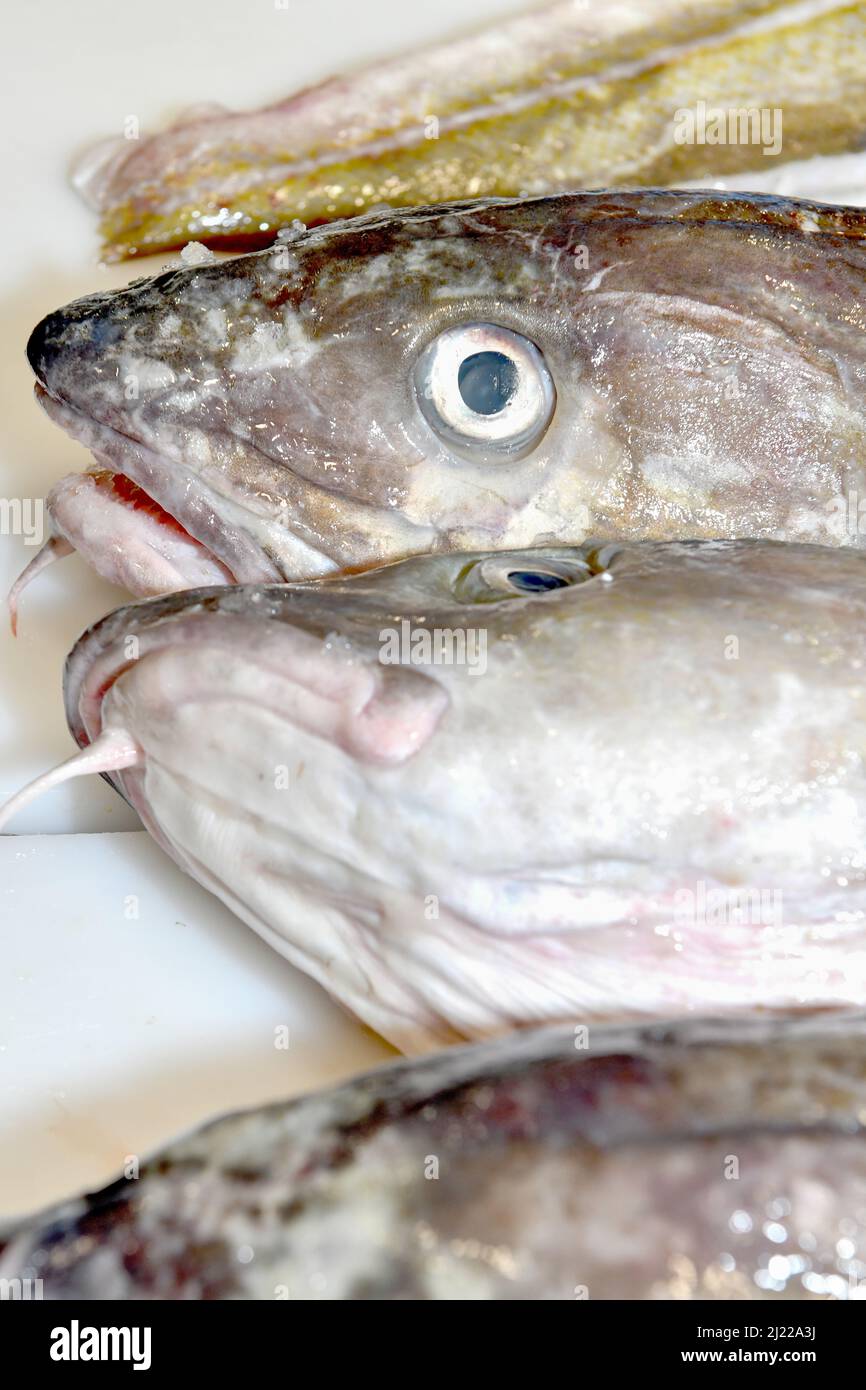 Closeup cuisine delicious eating fish hi-res stock photography and ...