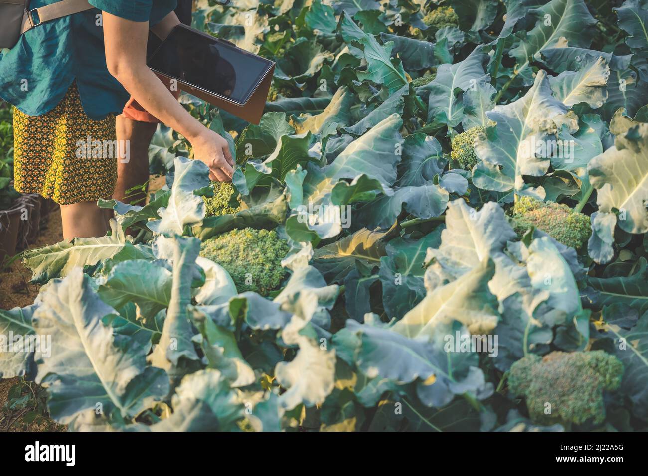 Female gardener use digital tablet for research and checking quality ...