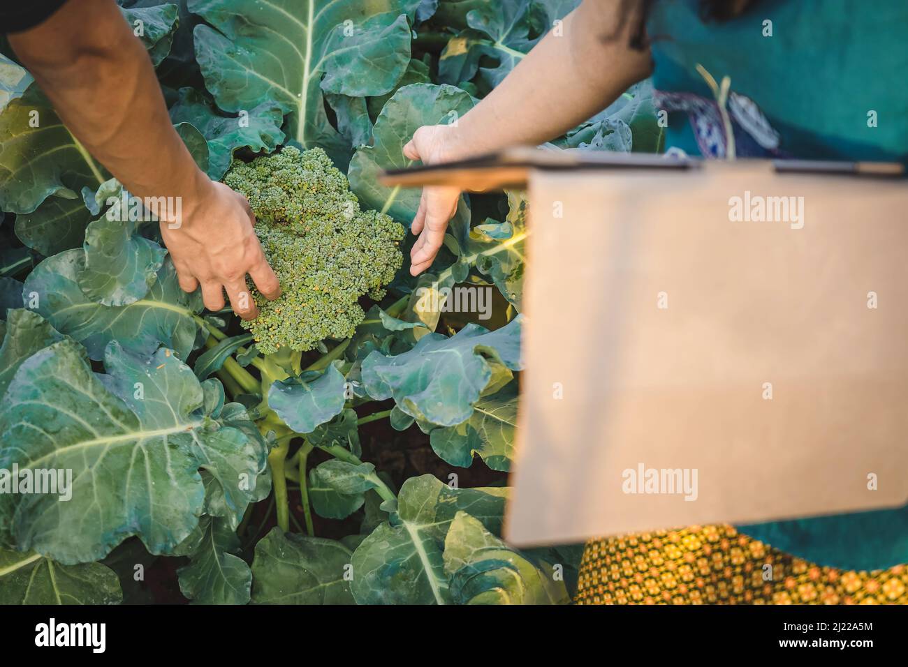 Female gardener use digital tablet for research and checking quality ...
