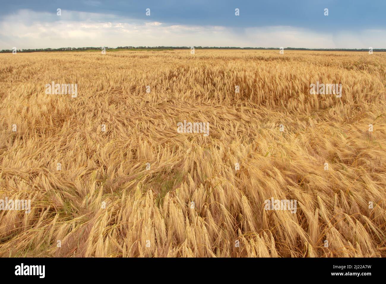 Wheat field with fallen ears after strong wind and rain Stock Photo - Alamy