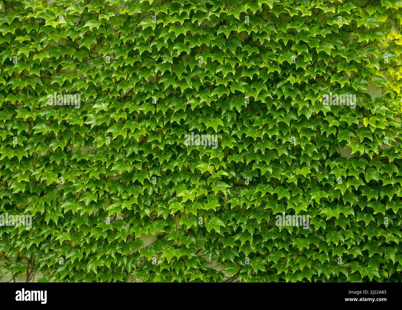 Green ivy wall. Texture or background. A lot of leaves Stock Photo - Alamy