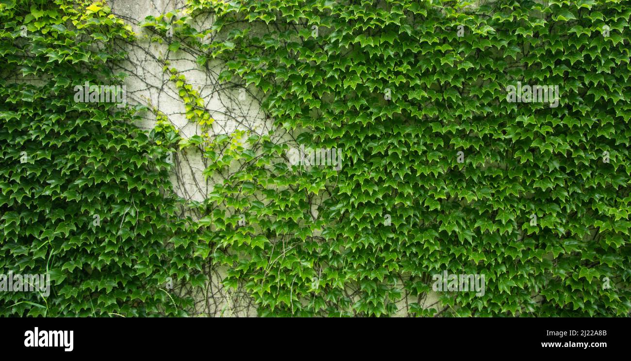 Green ivy wall. Texture or background. A lot of leaves Stock Photo - Alamy