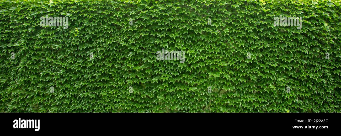 Green ivy wall. Texture or background. A lot of leaves Stock Photo - Alamy