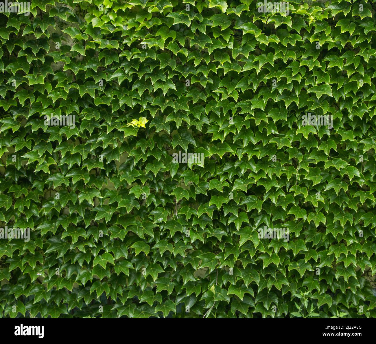 Green ivy wall. Texture or background. A lot of leaves Stock Photo - Alamy