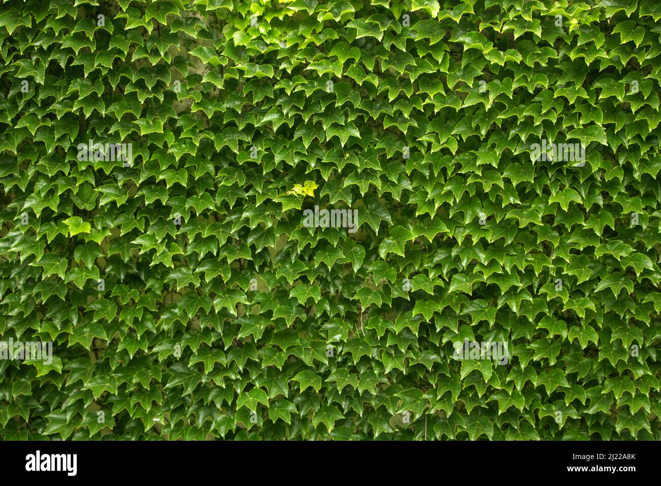 Ivy wall texture hi-res stock photography and images - Alamy