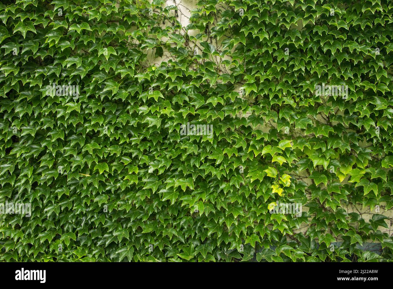 Green ivy wall. Texture or background. A lot of leaves Stock Photo - Alamy