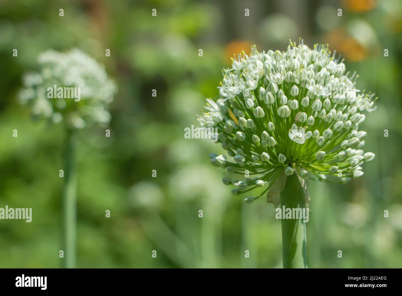 Onion ball of blossoms in garden. close-up Stock Photo - Alamy