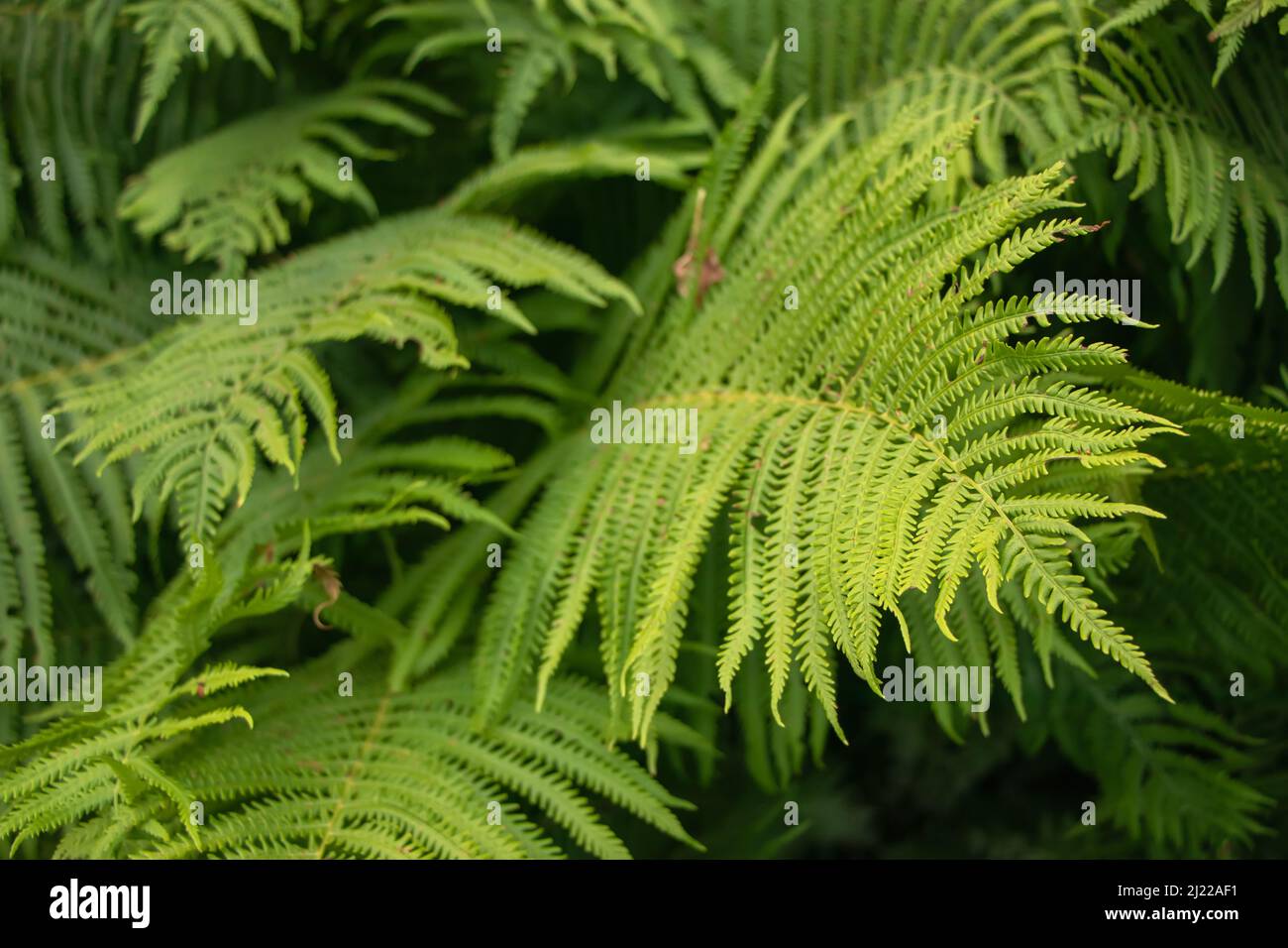 Fern (Polypodiophyta) with green leaves texture background, plants in a ...