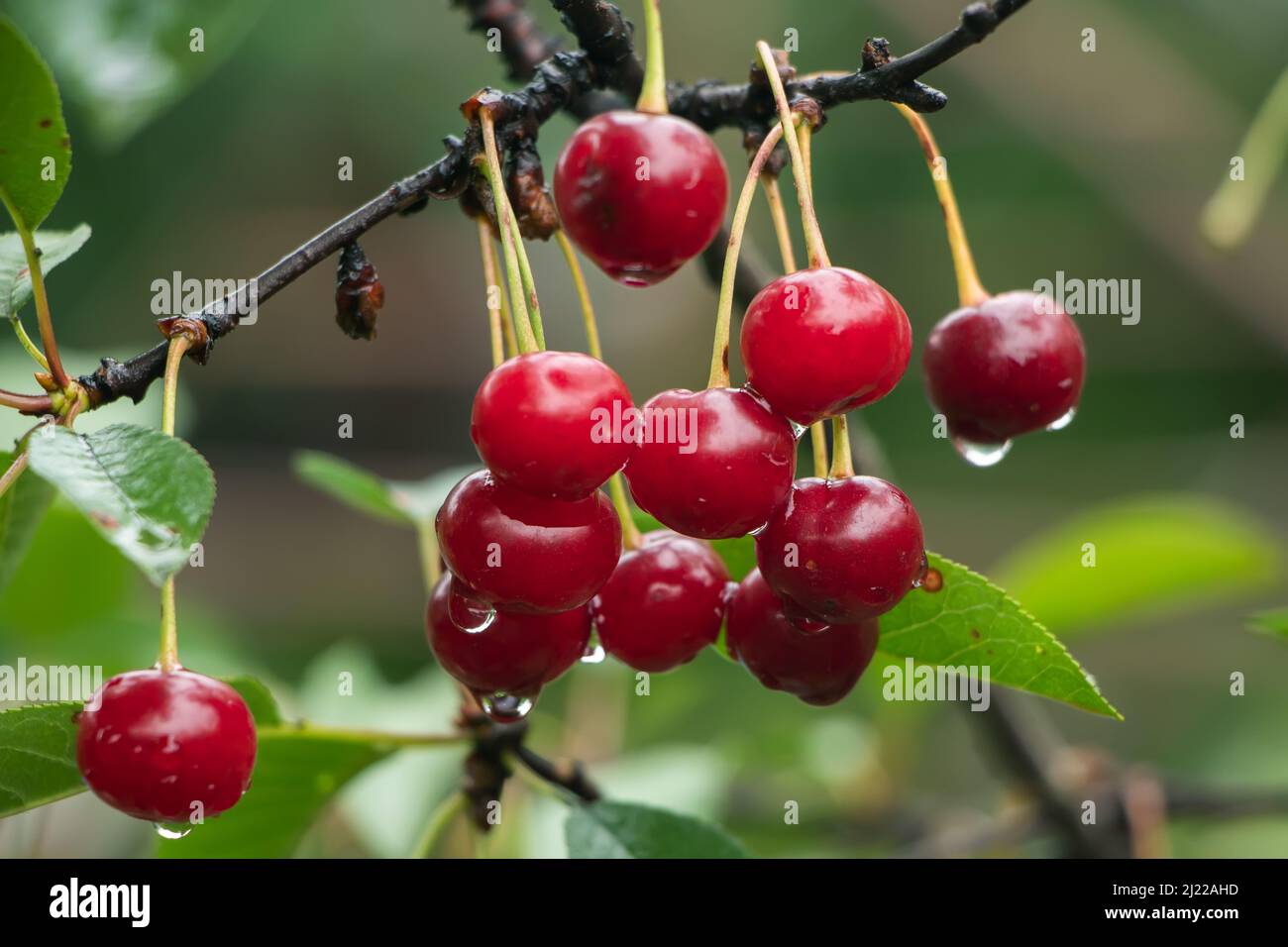 Ripe cherries hanging from a cherry tree branch. Water droplets on ...