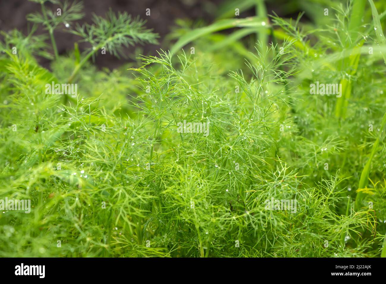 Fresh green leaves when exposed to the rain of dill for background ...