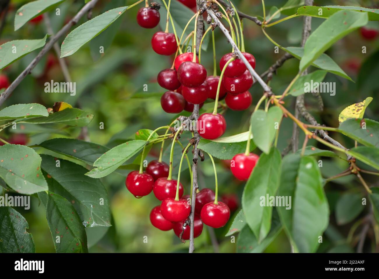Ripe cherries hanging from a cherry tree branch. Water droplets on ...