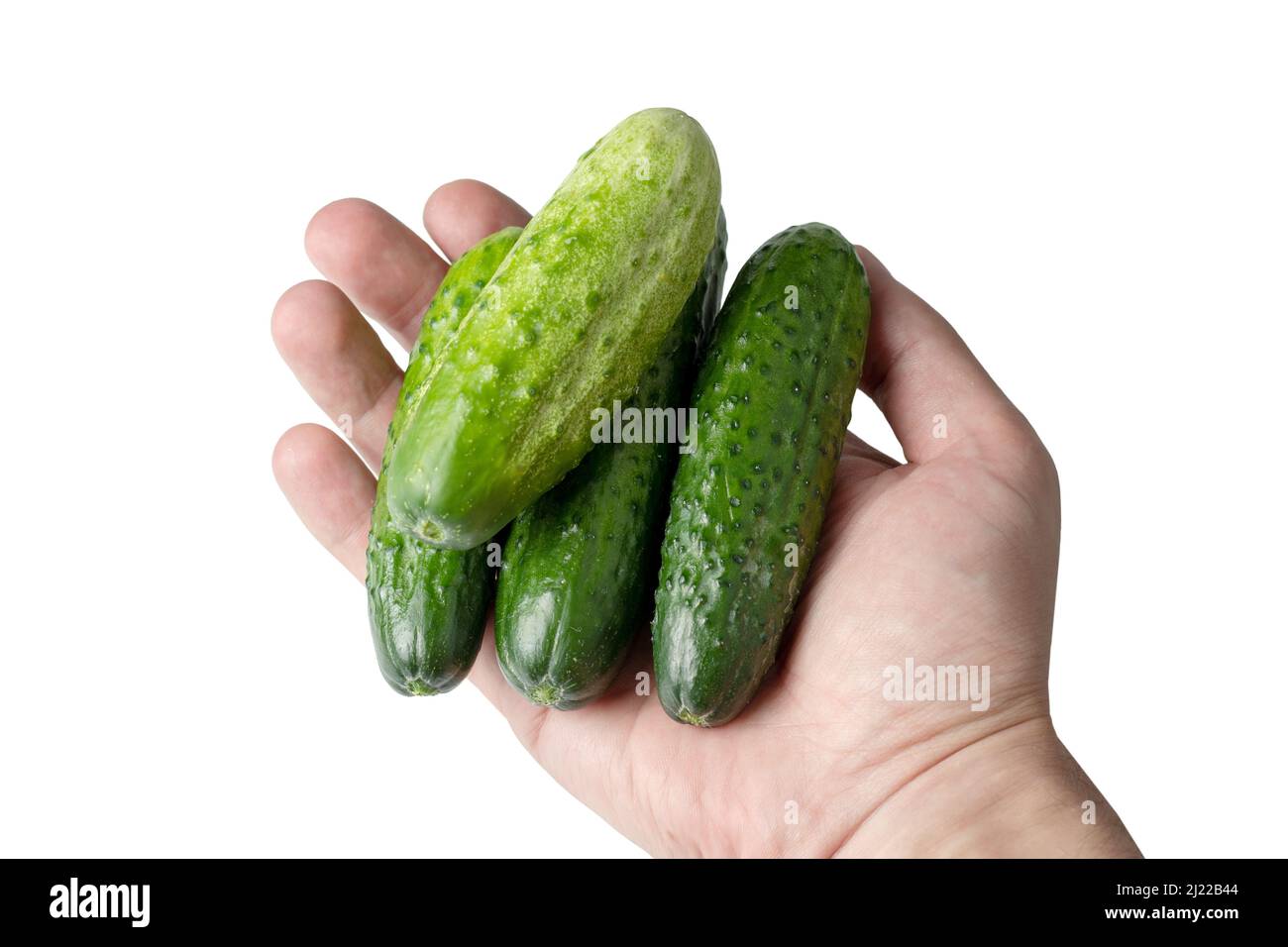 Cucumbers in hand hi-res stock photography and images - Alamy