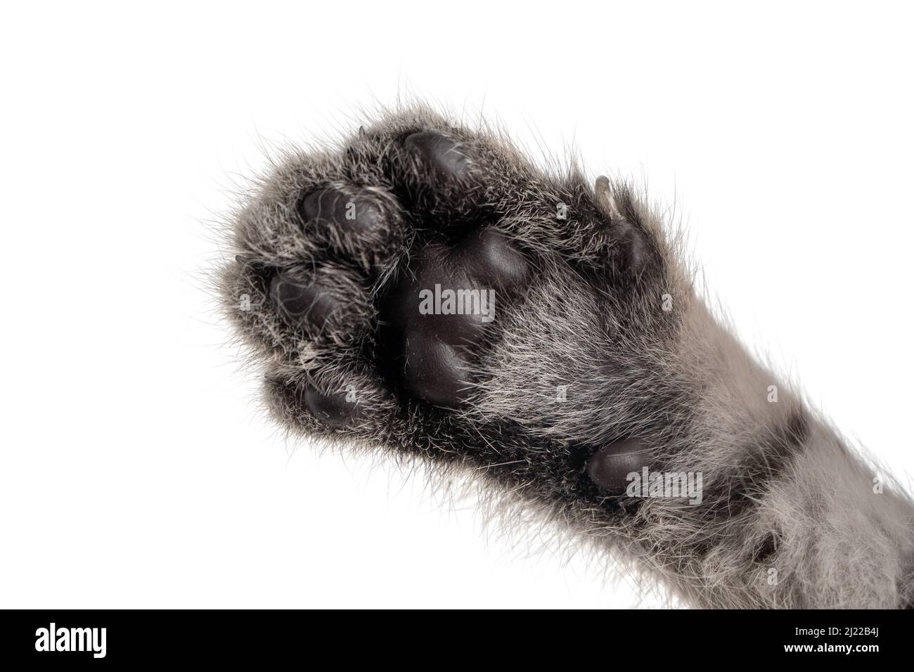 Detail of a cat paw, isolated on a white background Stock Photo - Alamy