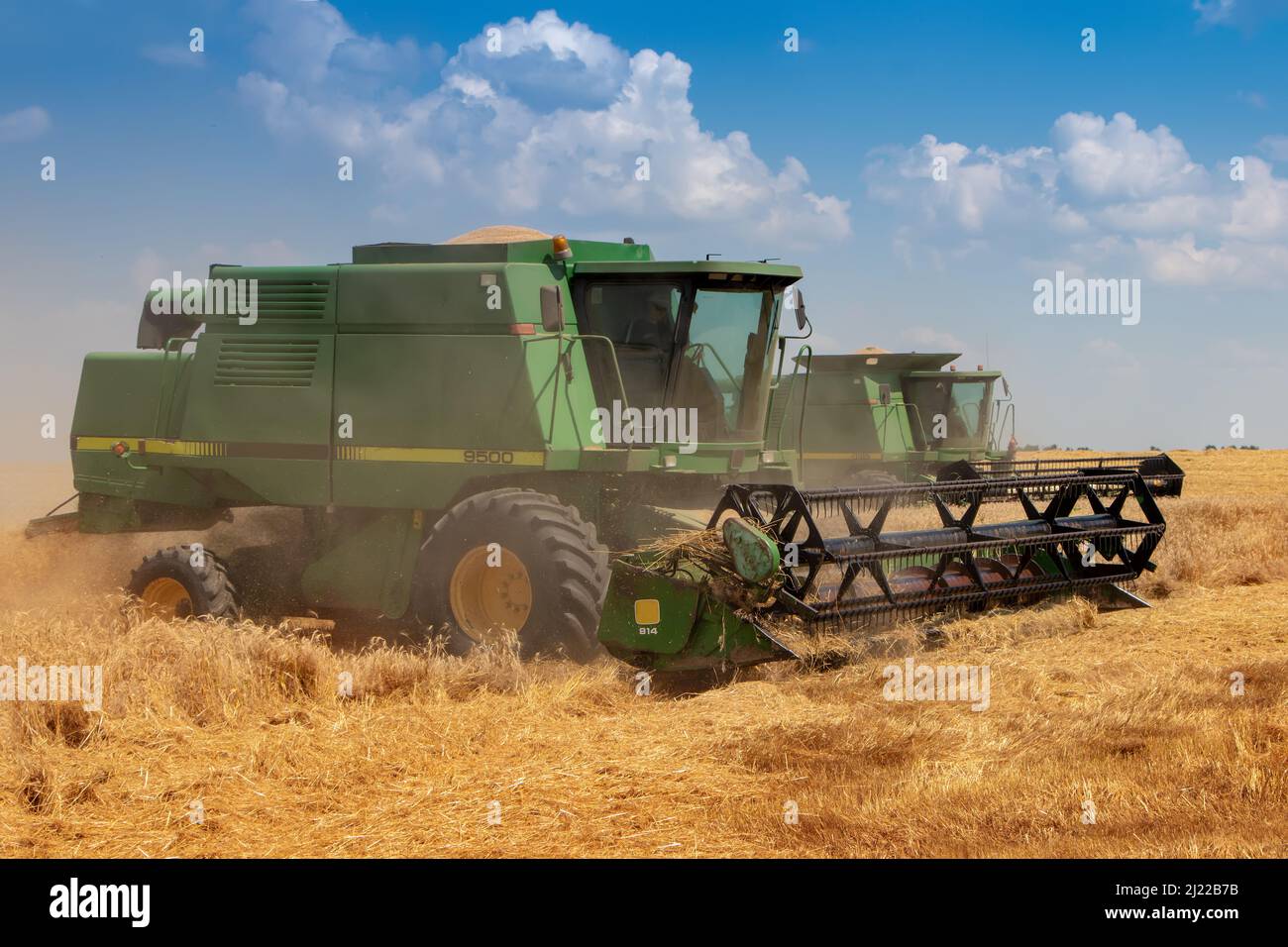 Two green harvesters harvest golden wheat. Harvester machine to harvest ...