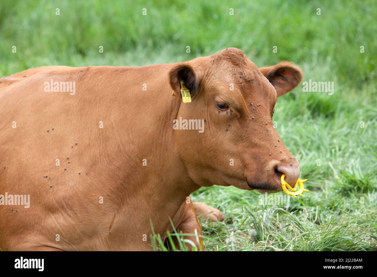 Nose ring hi-res stock photography and images - Alamy