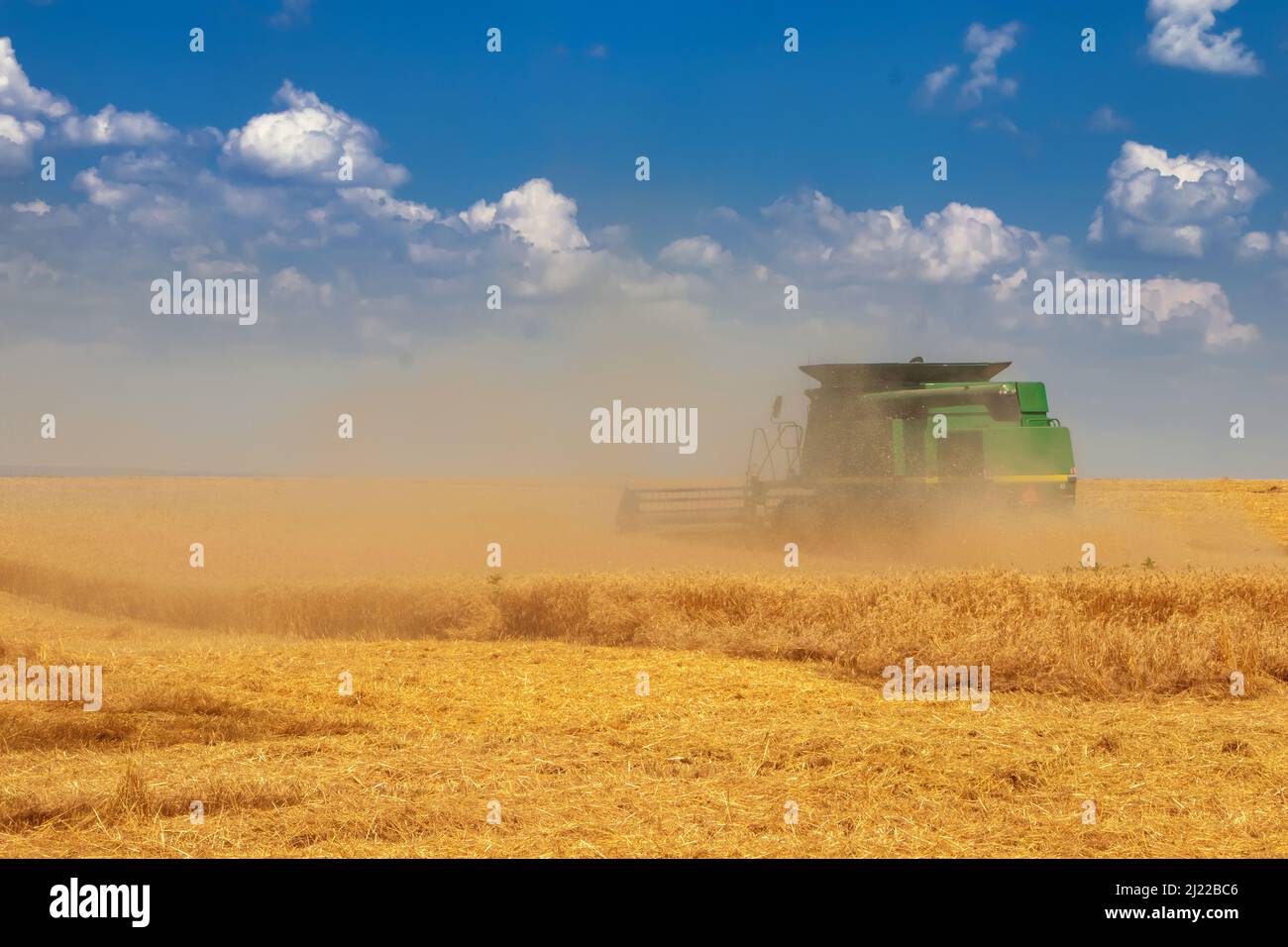 harvesting wheat. Combine harvester collects spikelets of wheat ...