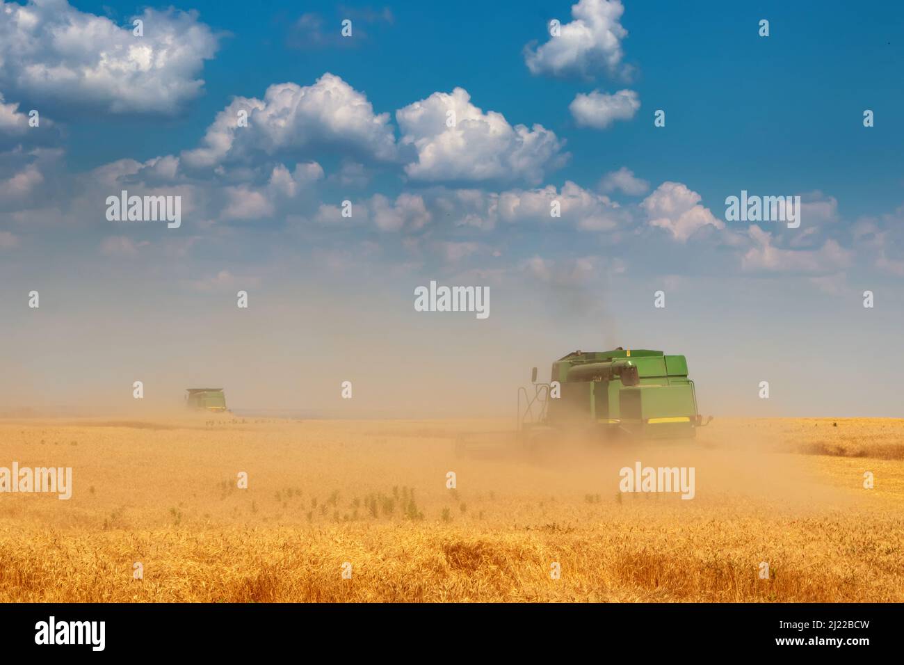 Two green harvesters harvest golden wheat. Harvester machine to harvest ...