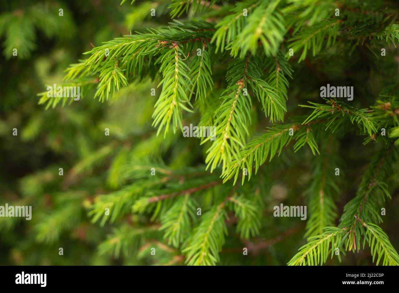 Green spruce branches as a textured background. Green spruce, white ...